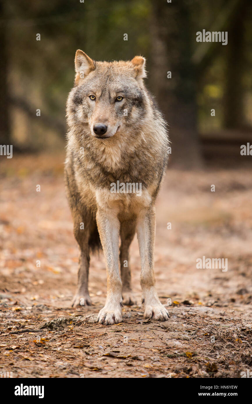 Portrait of a wolf in autumn forest, Lithuania Stock Photo - Alamy