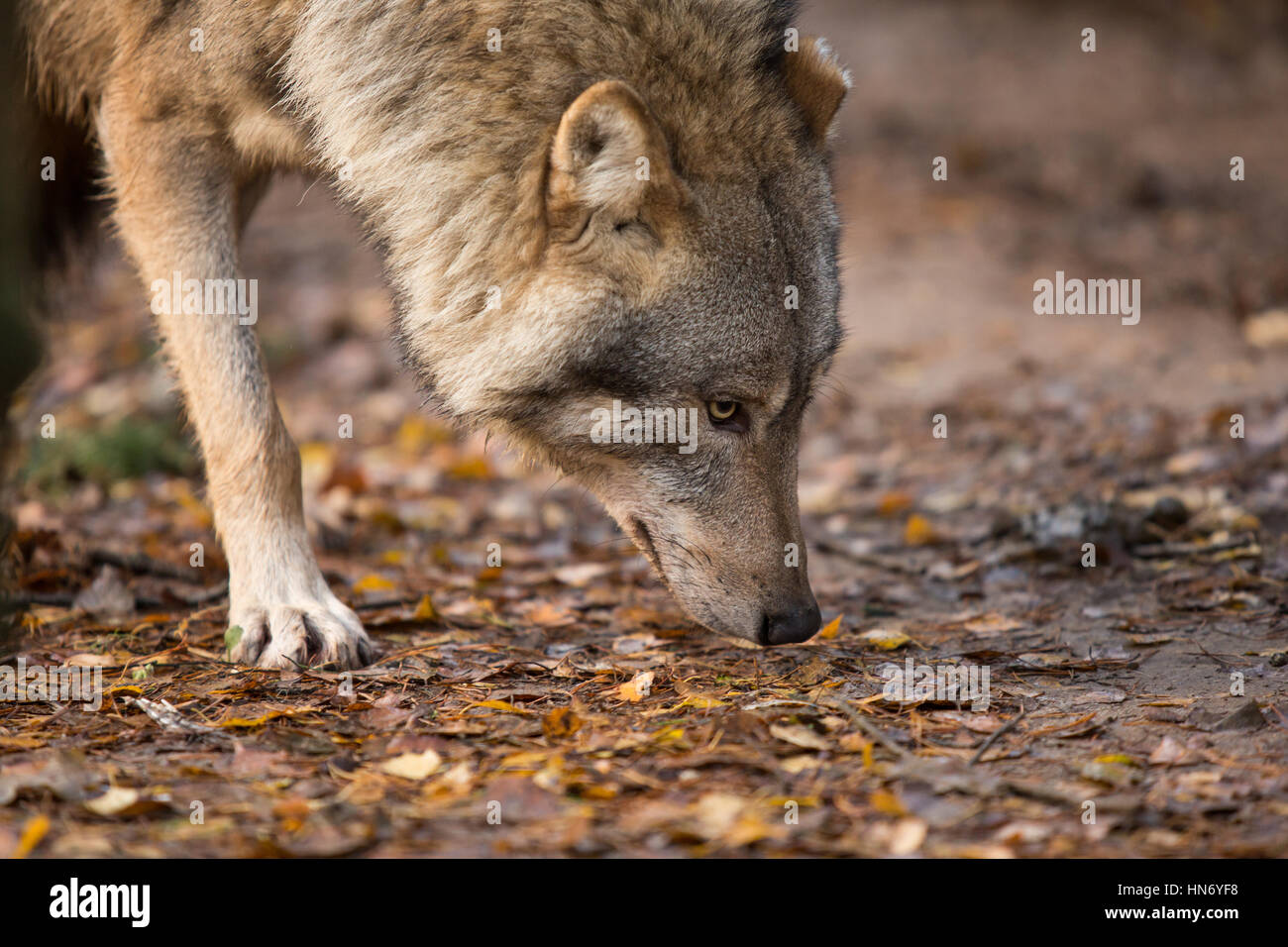 Portrait of a wolf in autumn forest, Lithuania Stock Photo - Alamy