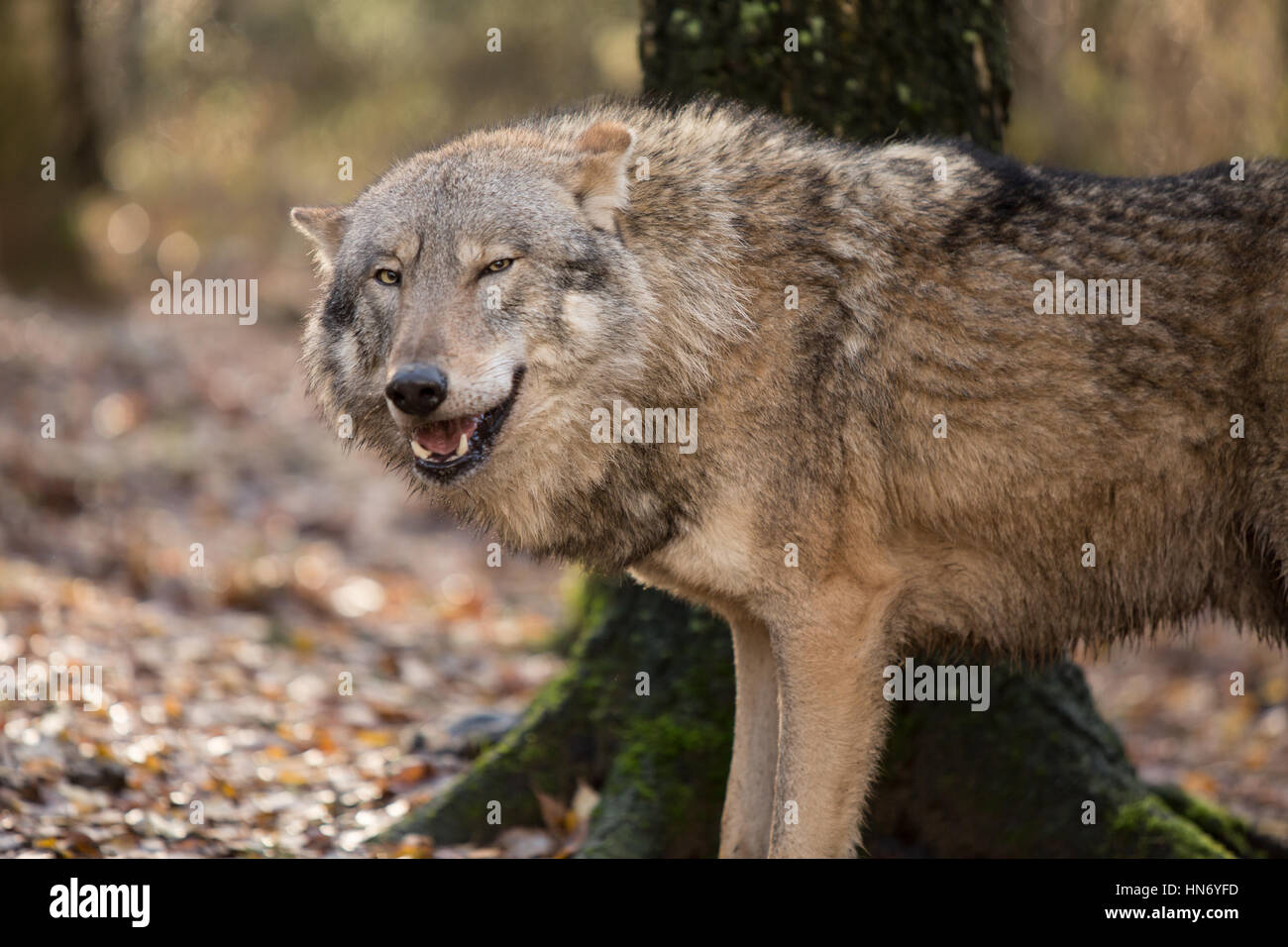 Portrait of a wolf in autumn forest, Lithuania Stock Photo - Alamy