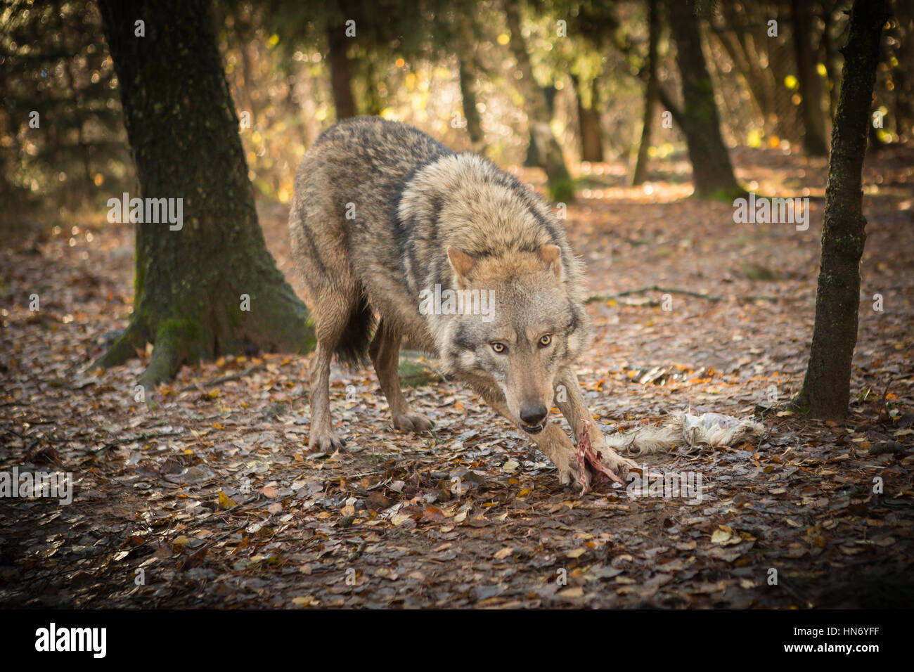 Portrait of a wolf in autumn forest, Lithuania Stock Photo - Alamy