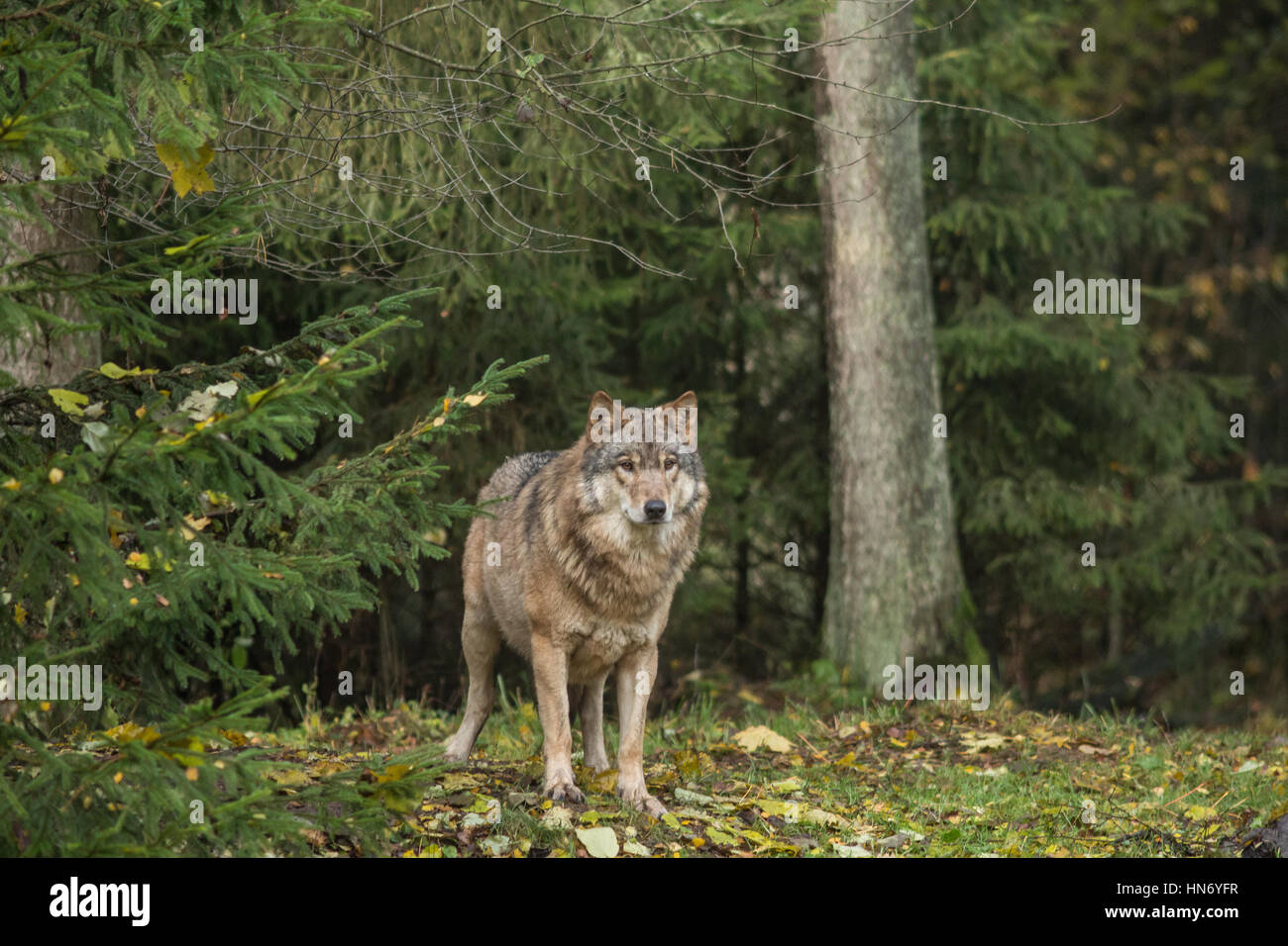 Portrait of a wolf in autumn forest, Lithuania Stock Photo - Alamy