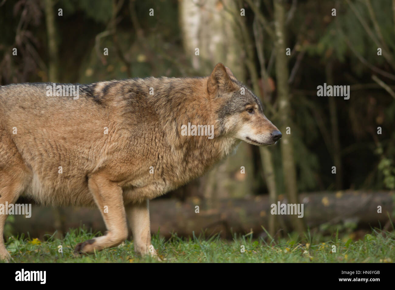 Portrait of a wolf in autumn forest, Lithuania Stock Photo - Alamy