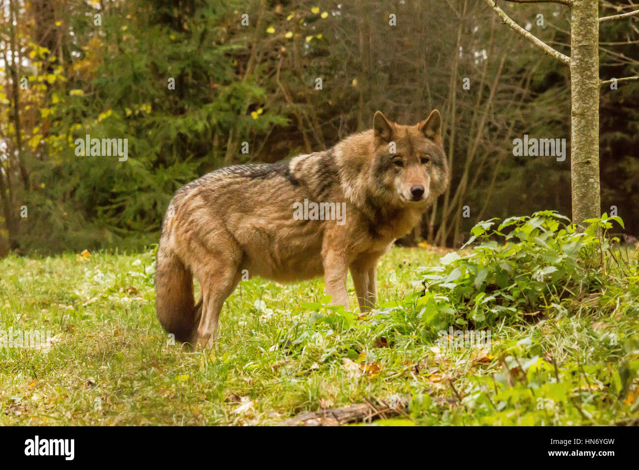 Portrait of a wolf in autumn forest, Lithuania Stock Photo - Alamy