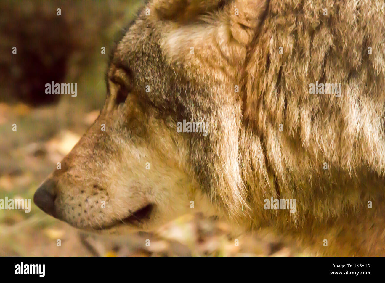 Portrait of a wolf in autumn forest, Lithuania Stock Photo - Alamy