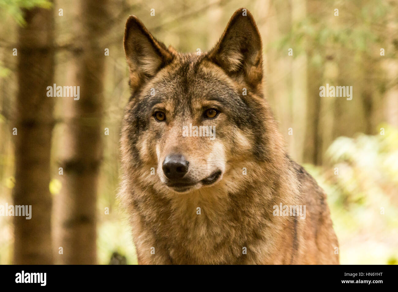 Portrait of a wolf in autumn forest, Lithuania Stock Photo - Alamy