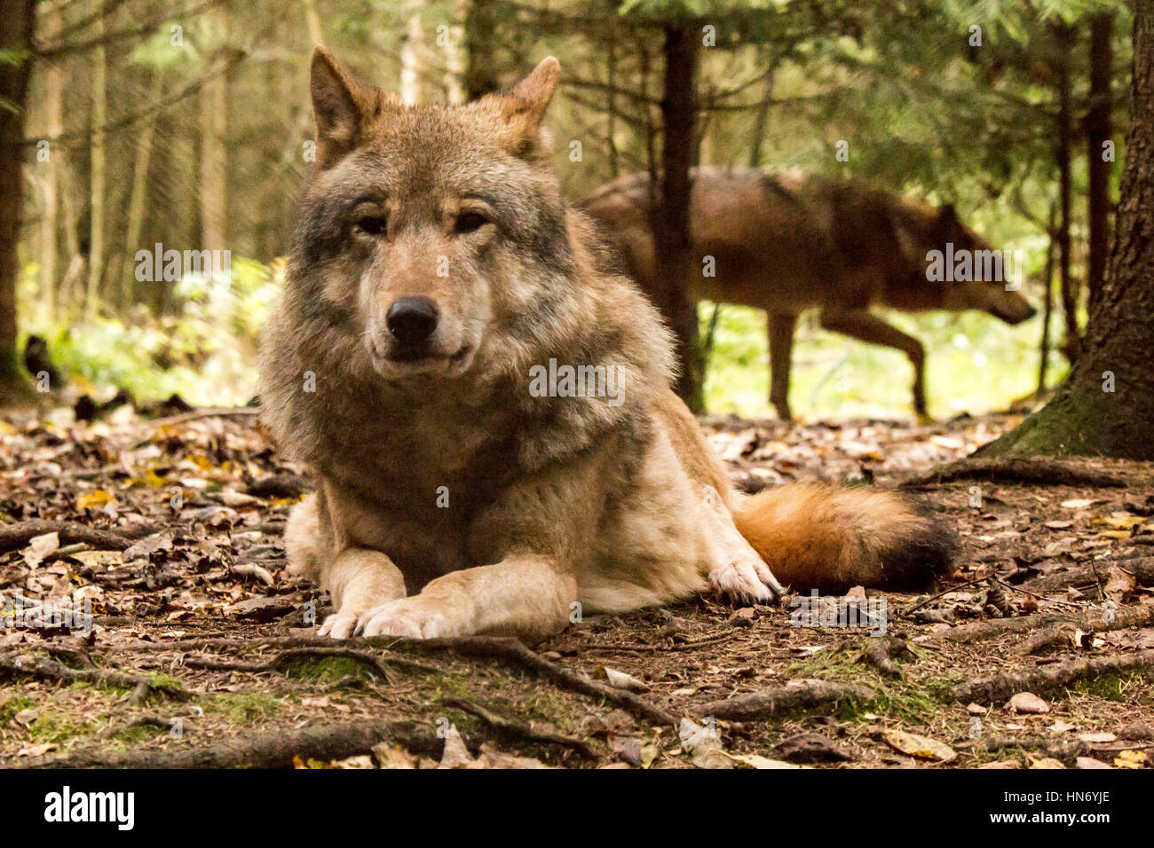 Portrait of a wolf in autumn forest, Lithuania Stock Photo - Alamy