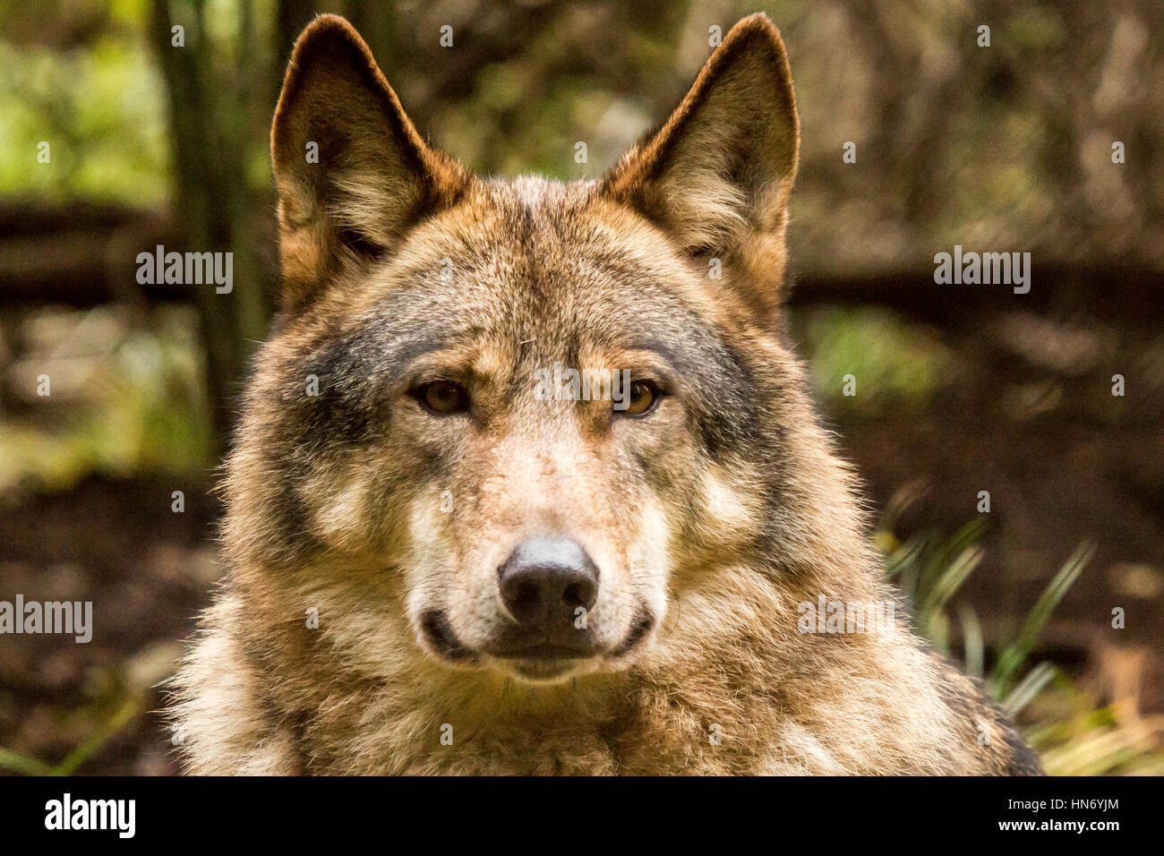 Portrait of a wolf in autumn forest, Lithuania Stock Photo - Alamy