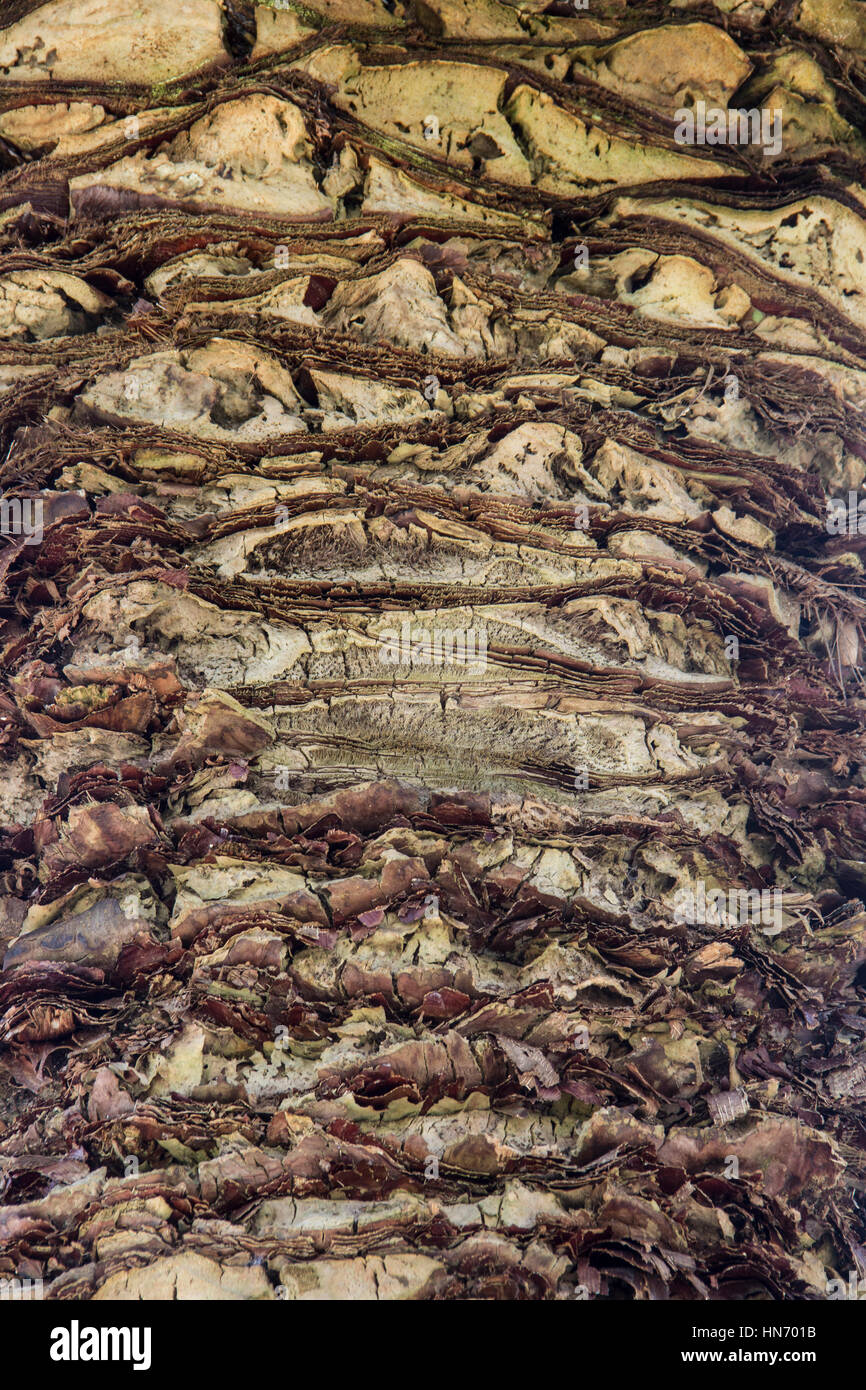 palm tree bark Stock Photo - Alamy