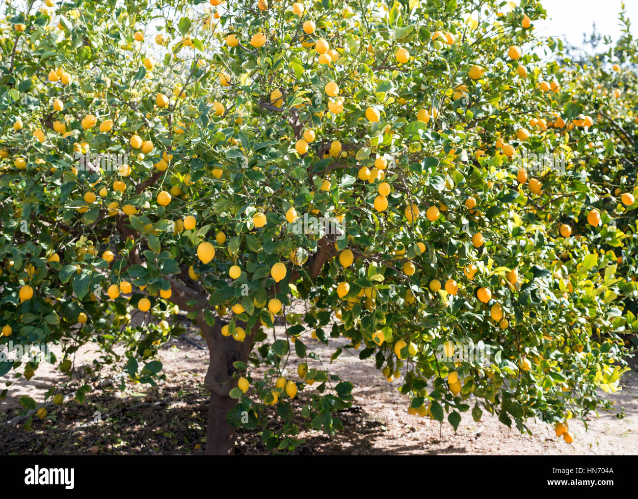 Single Tree full of ripe lemons from a orchard in southern Europe Stock ...