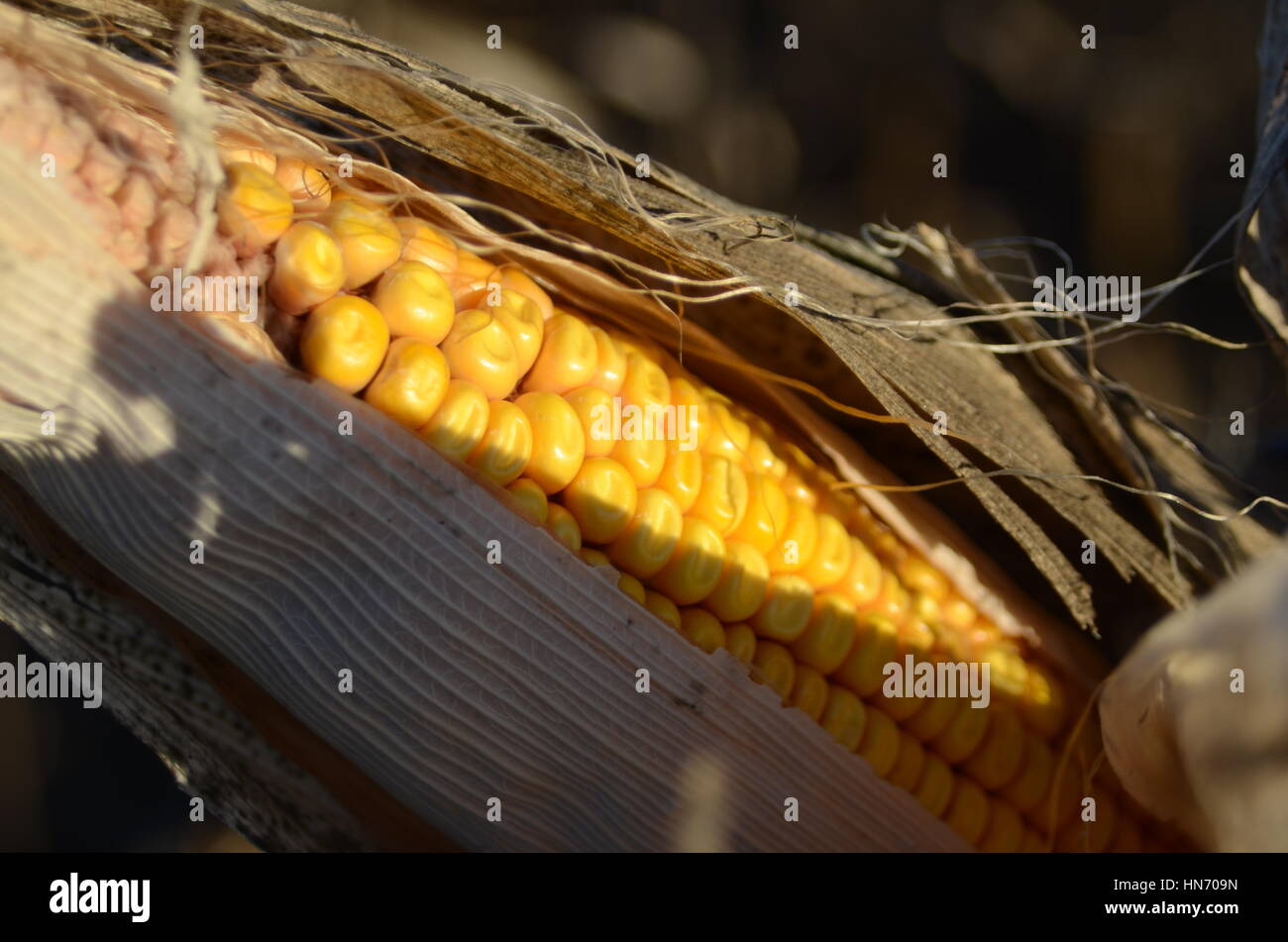 Old corn still on the stalk Stock Photo - Alamy