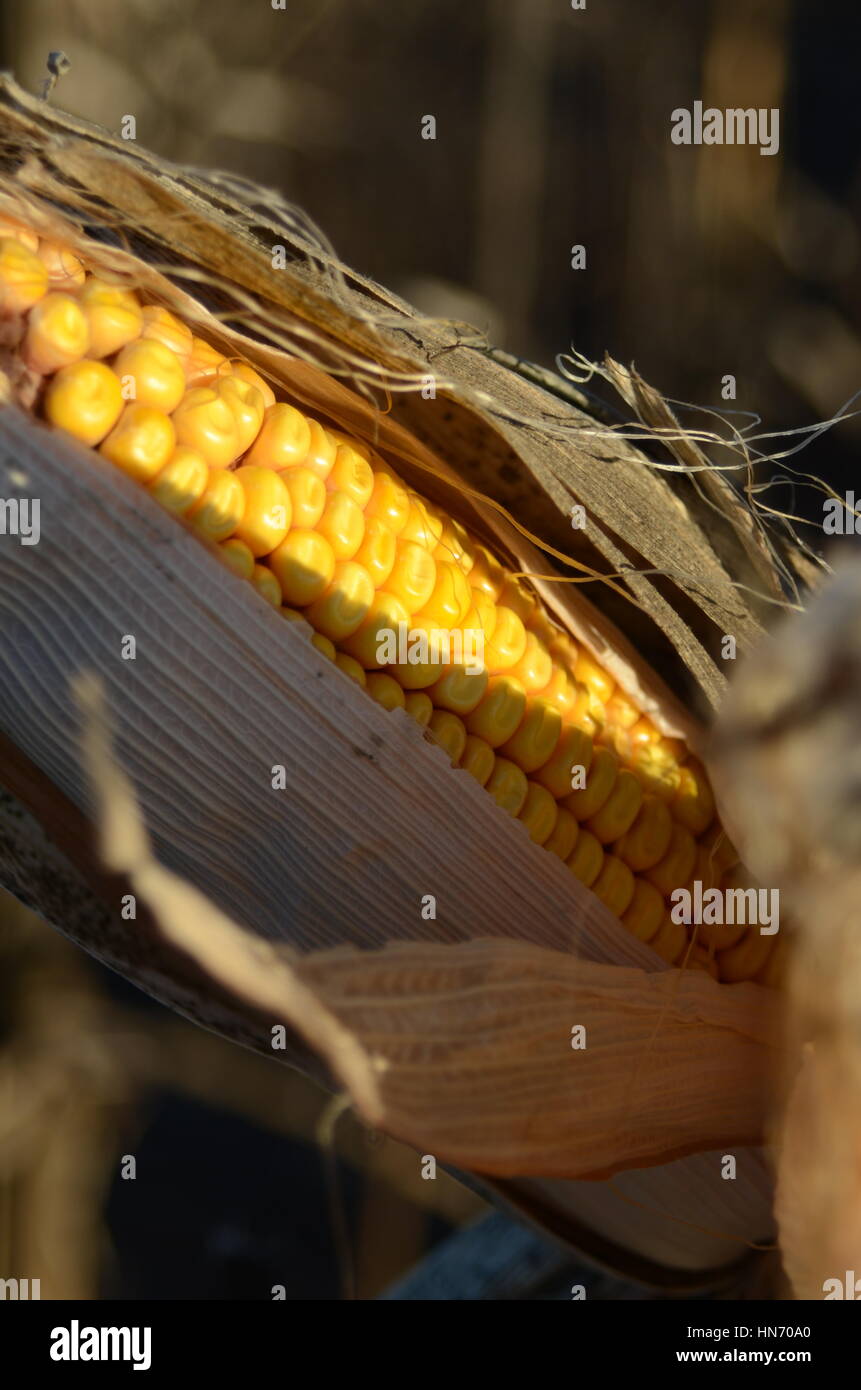Old dry corn field hi-res stock photography and images - Alamy