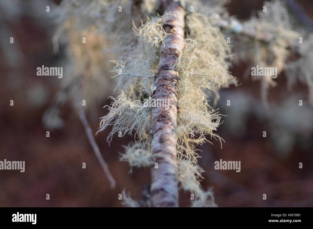 Closeup of Beard Lichen Stock Photo - Alamy