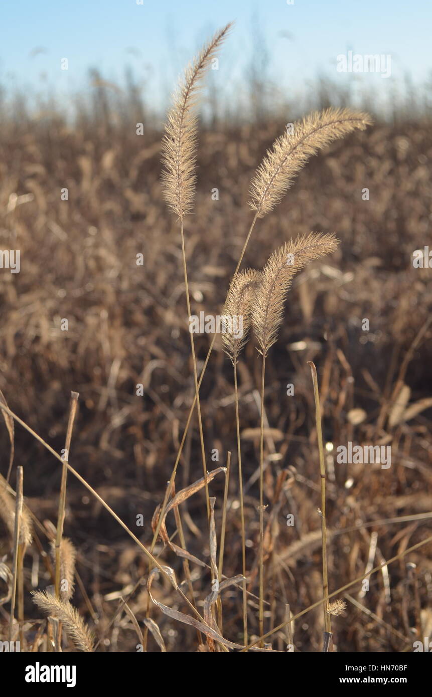 Foxtail grass hi-res stock photography and images - Alamy