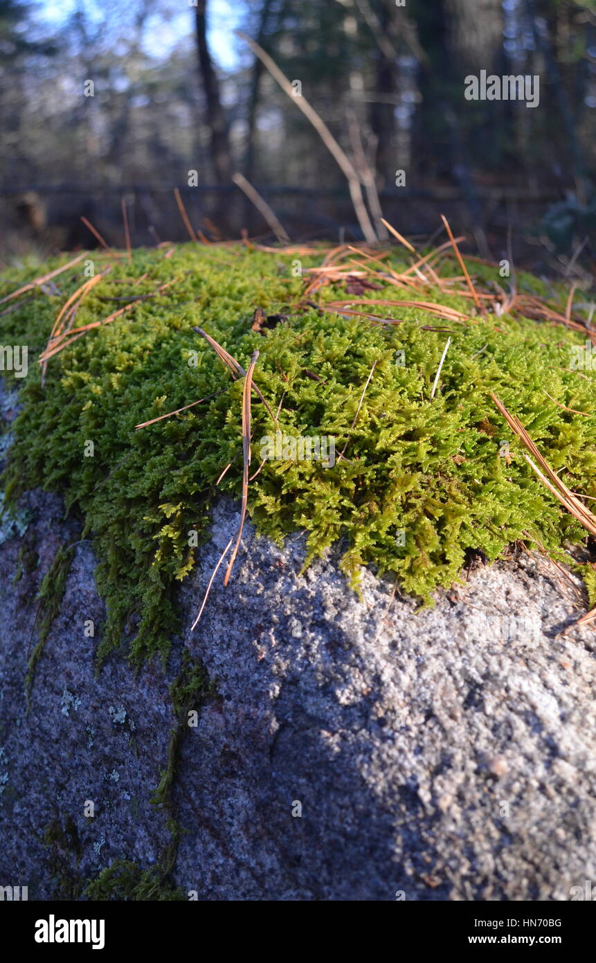 Closeup moss hi-res stock photography and images - Alamy