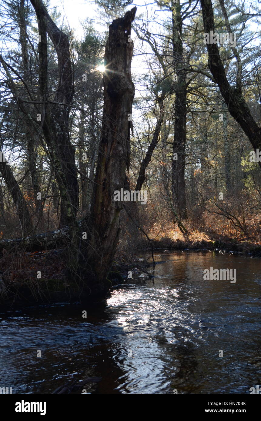 Stream pine trees hi-res stock photography and images - Alamy