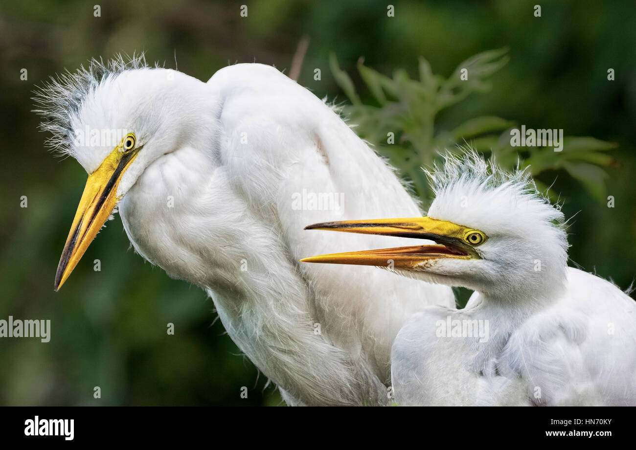 Young Egrets in the nest waiting to be fed in Orlando Florida Stock ...