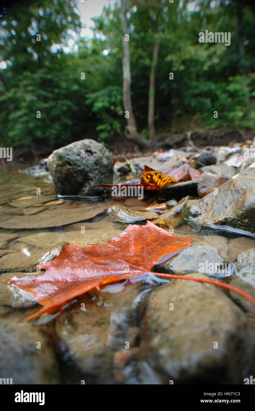Leaves floating downstream hi-res stock photography and images - Alamy
