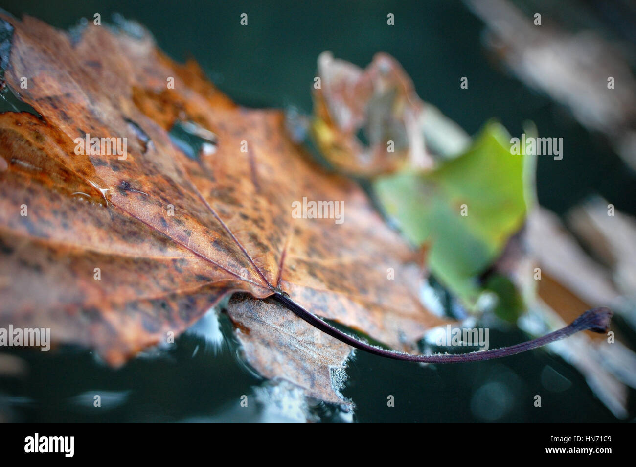 Leaves floating downstream hi-res stock photography and images - Alamy