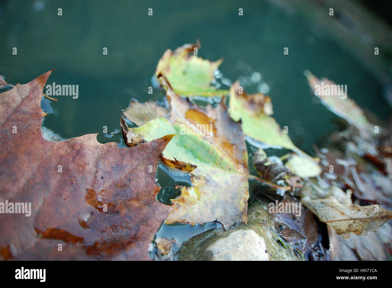 Leaves floating downstream hi-res stock photography and images - Alamy