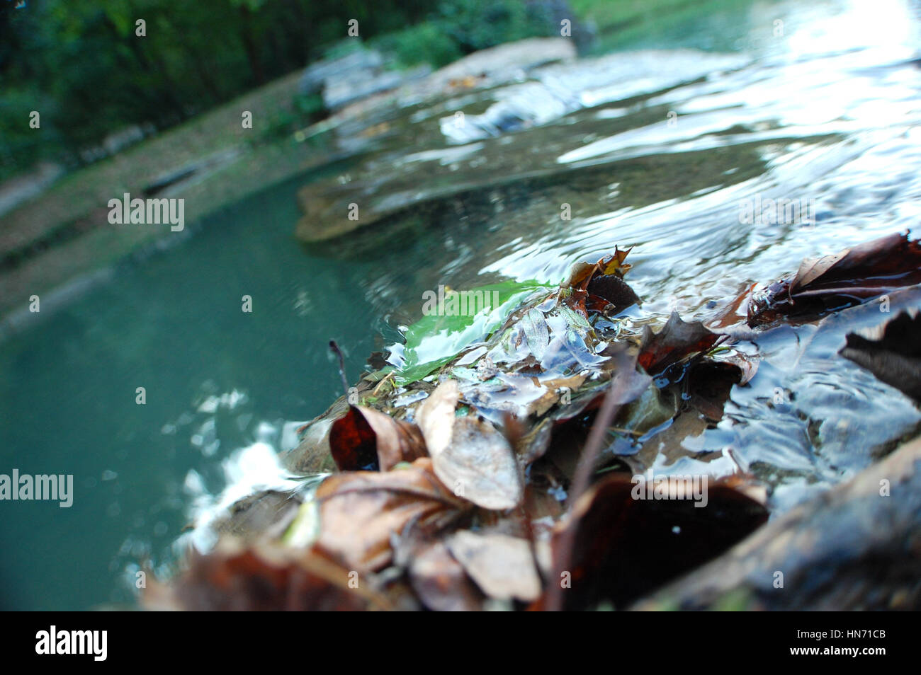Autumn leaves floating downstream Stock Photo - Alamy