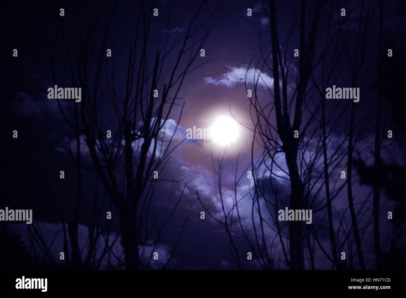 Full moon behind branches of a tree hi-res stock photography and images ...