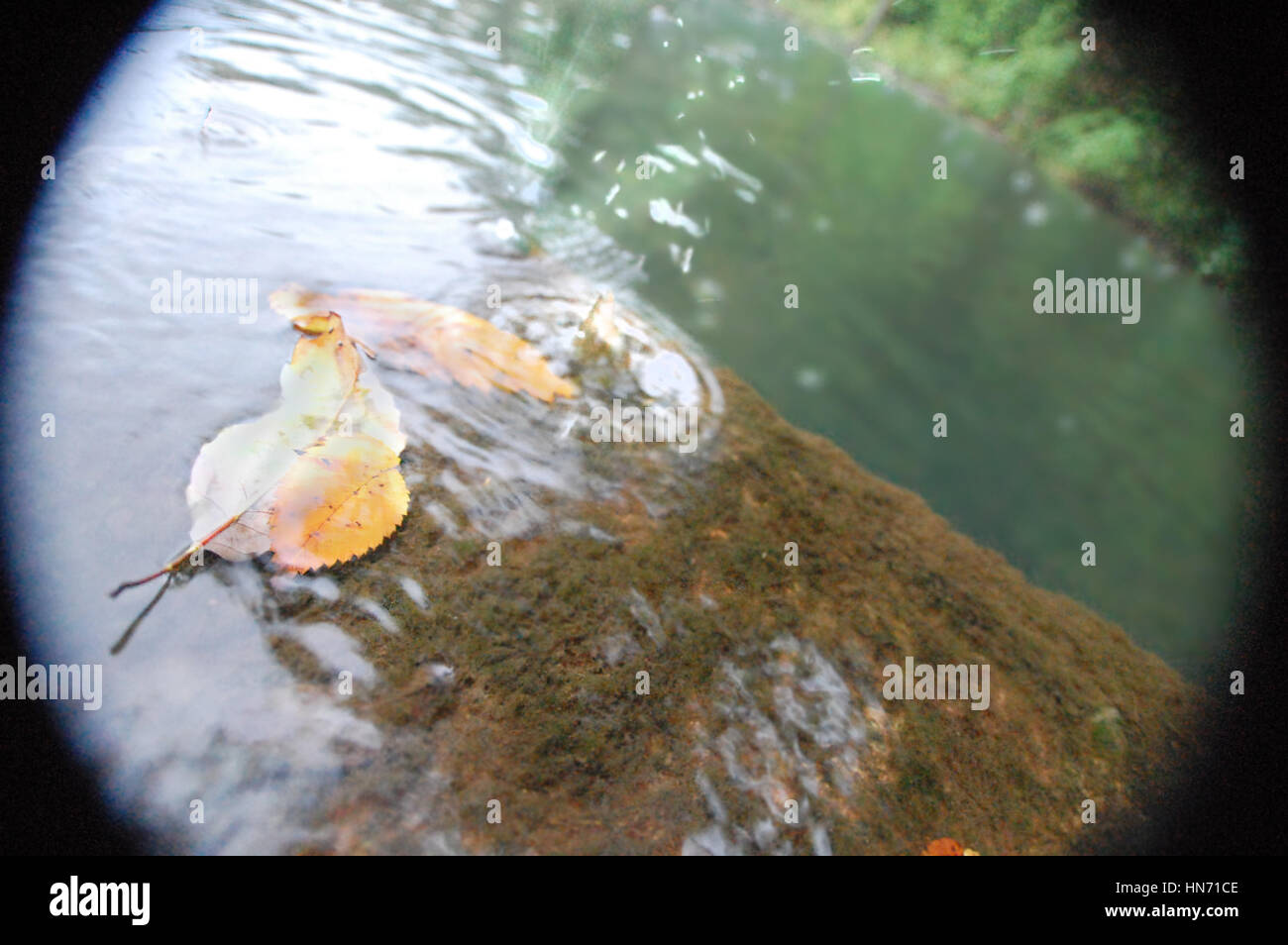 Autumn leaves floating downstream Stock Photo - Alamy