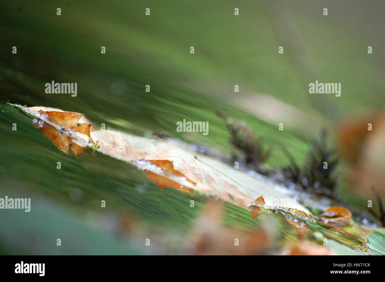 Autumn leaves floating downstream Stock Photo - Alamy