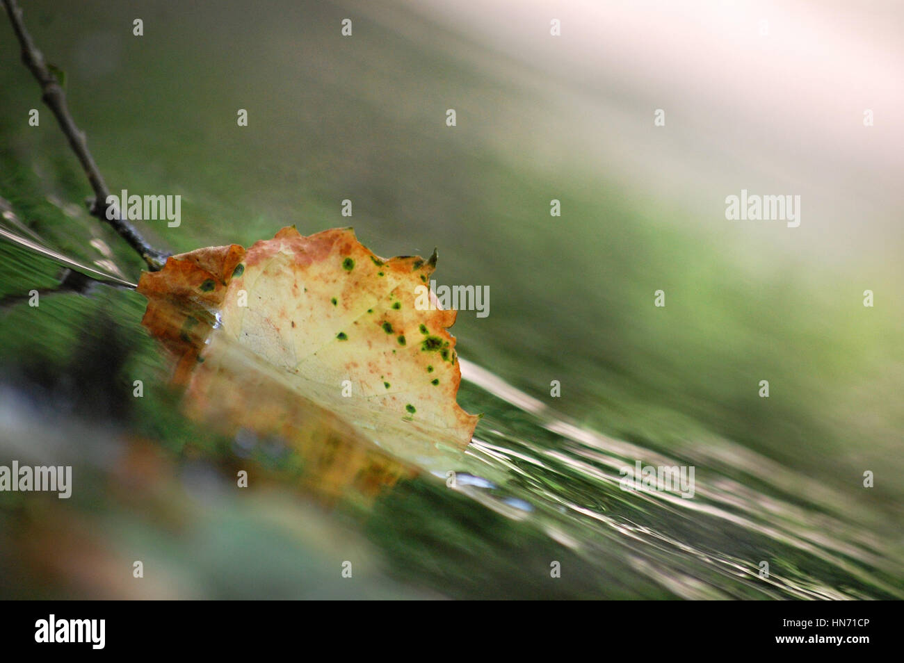 Leaves floating downstream hi-res stock photography and images - Alamy