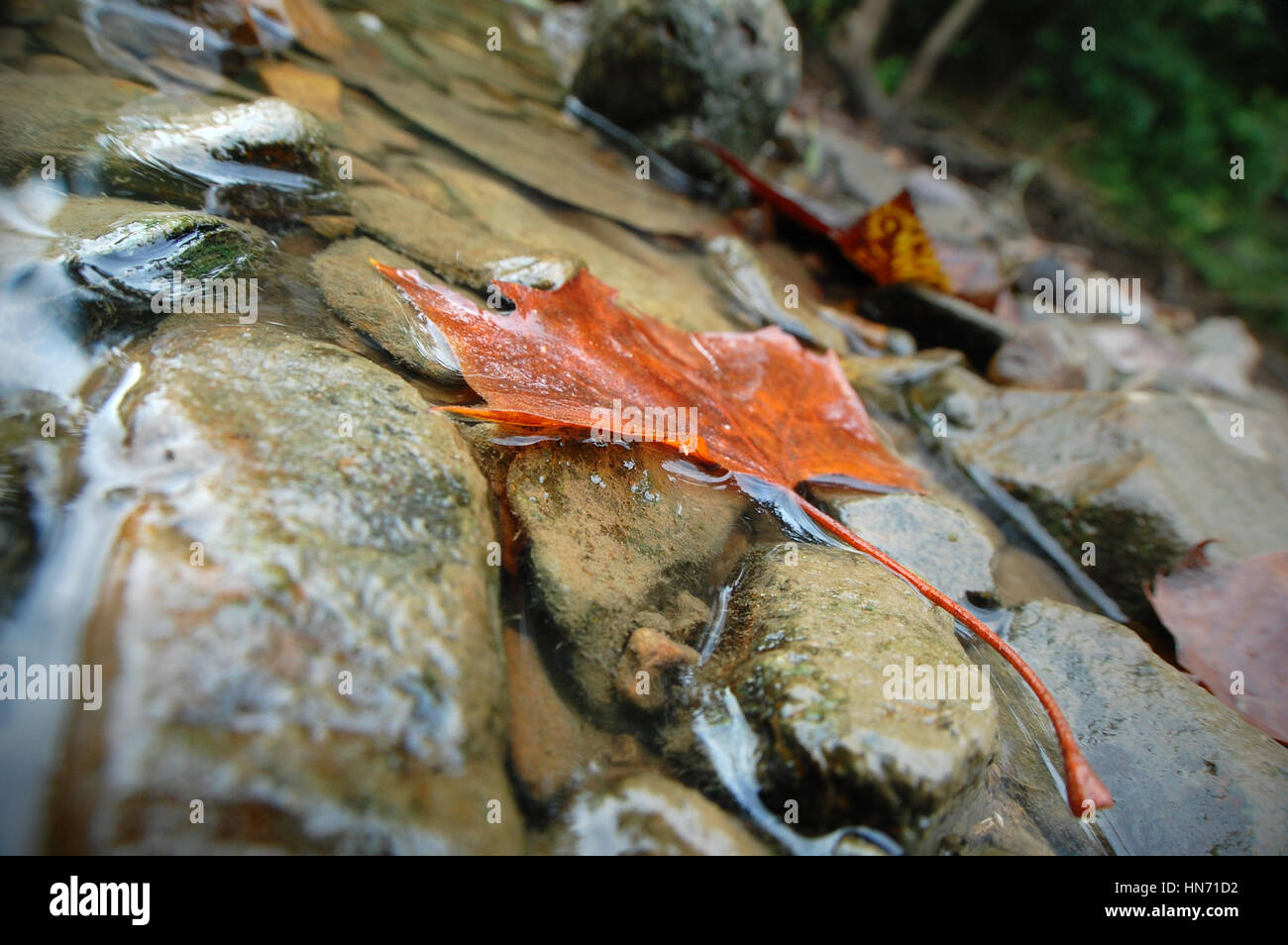 Autumn leaves floating downstream Stock Photo - Alamy