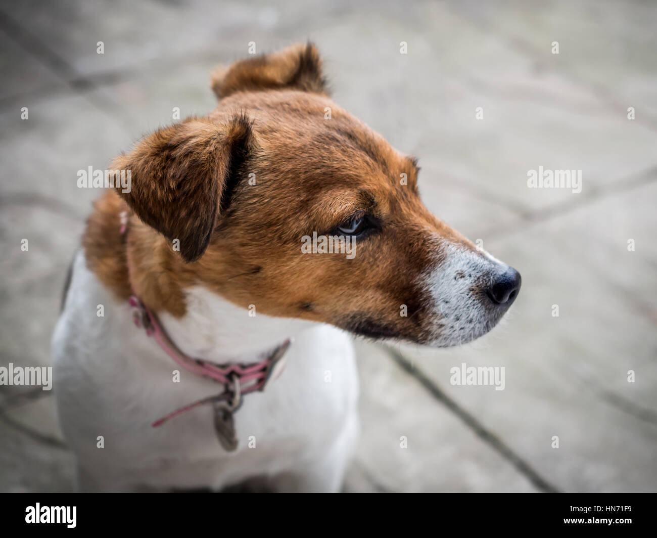 Jack russell patterdale hi-res stock photography and images - Alamy