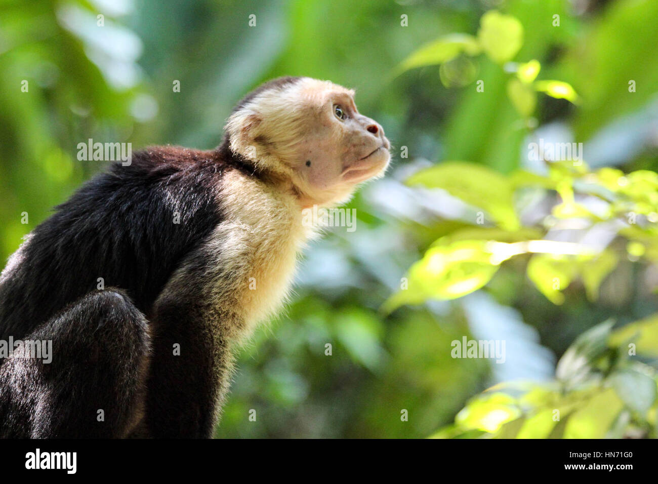 Capuchin Monkeys In The Wild