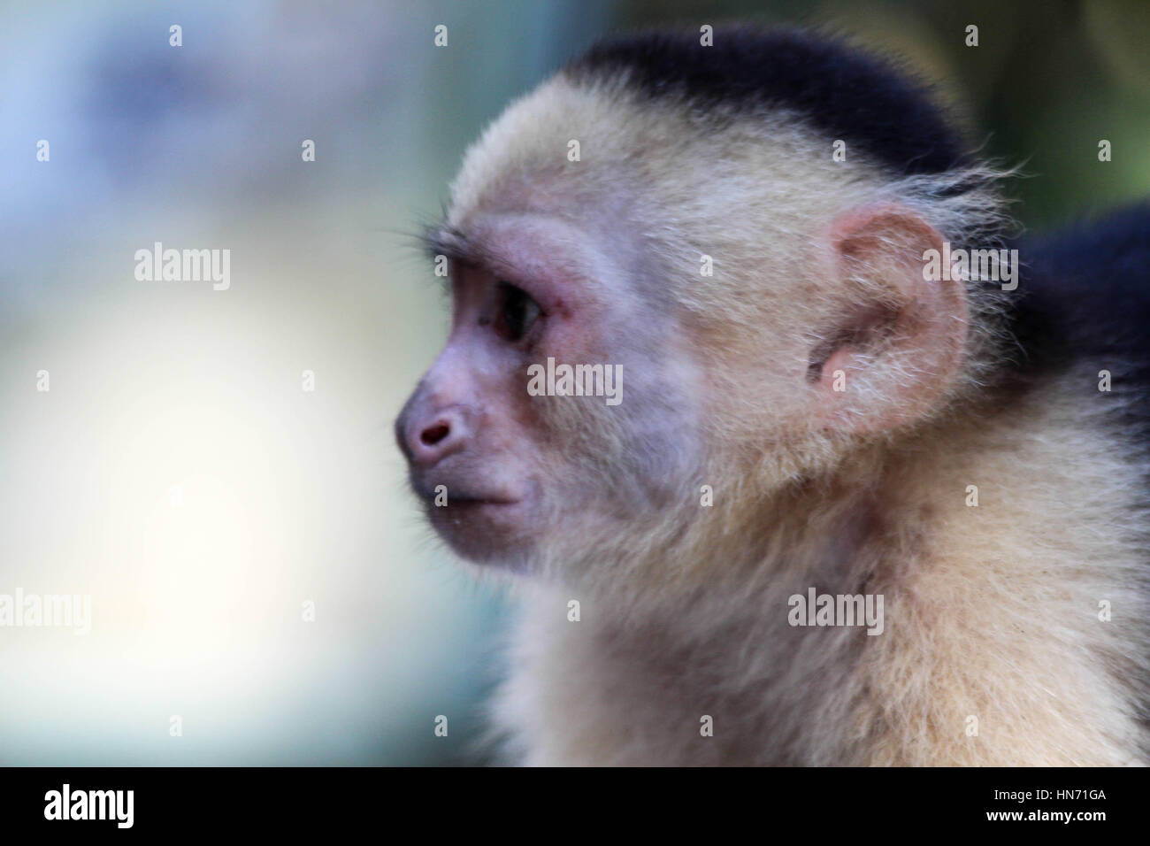 White faced monkey family hi-res stock photography and images - Alamy