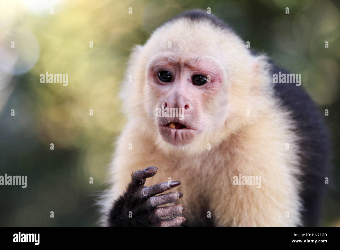 White faced capuchin monkey in its natural jungle habitat Stock Photo ...