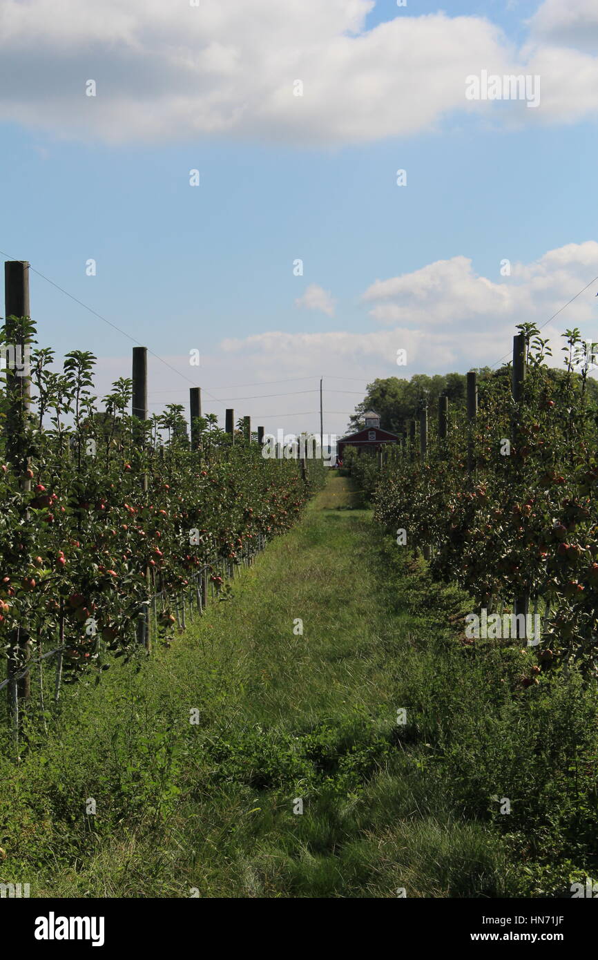 Empty apple hi-res stock photography and images - Alamy