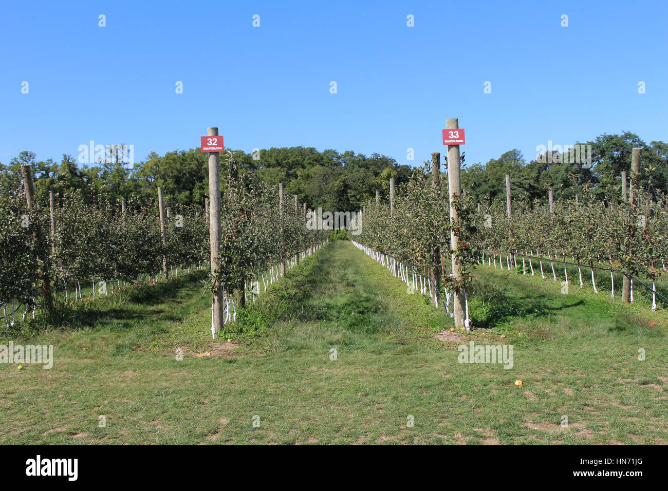 Empty Apple Picking Orchard Stock Photo - Alamy
