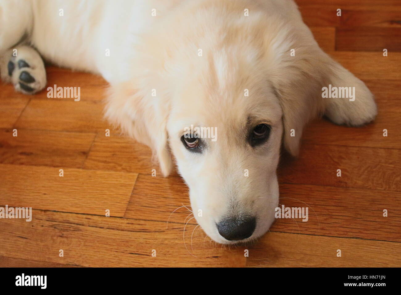 Emotional dog hi-res stock photography and images - Alamy