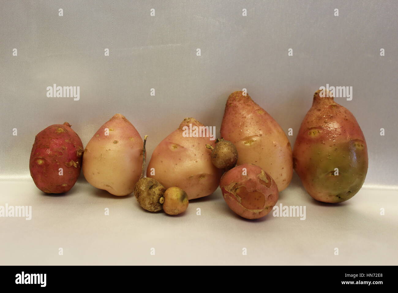 Potato family hi-res stock photography and images - Alamy
