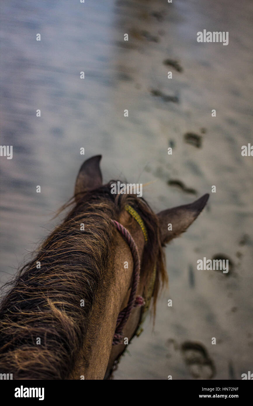 Horseback riding view on the beach Stock Photo - Alamy