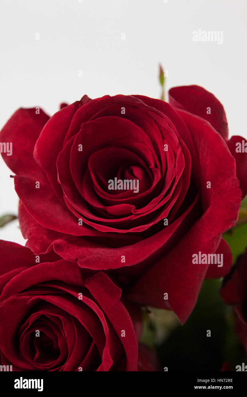 Close-up of red roses Stock Photo - Alamy