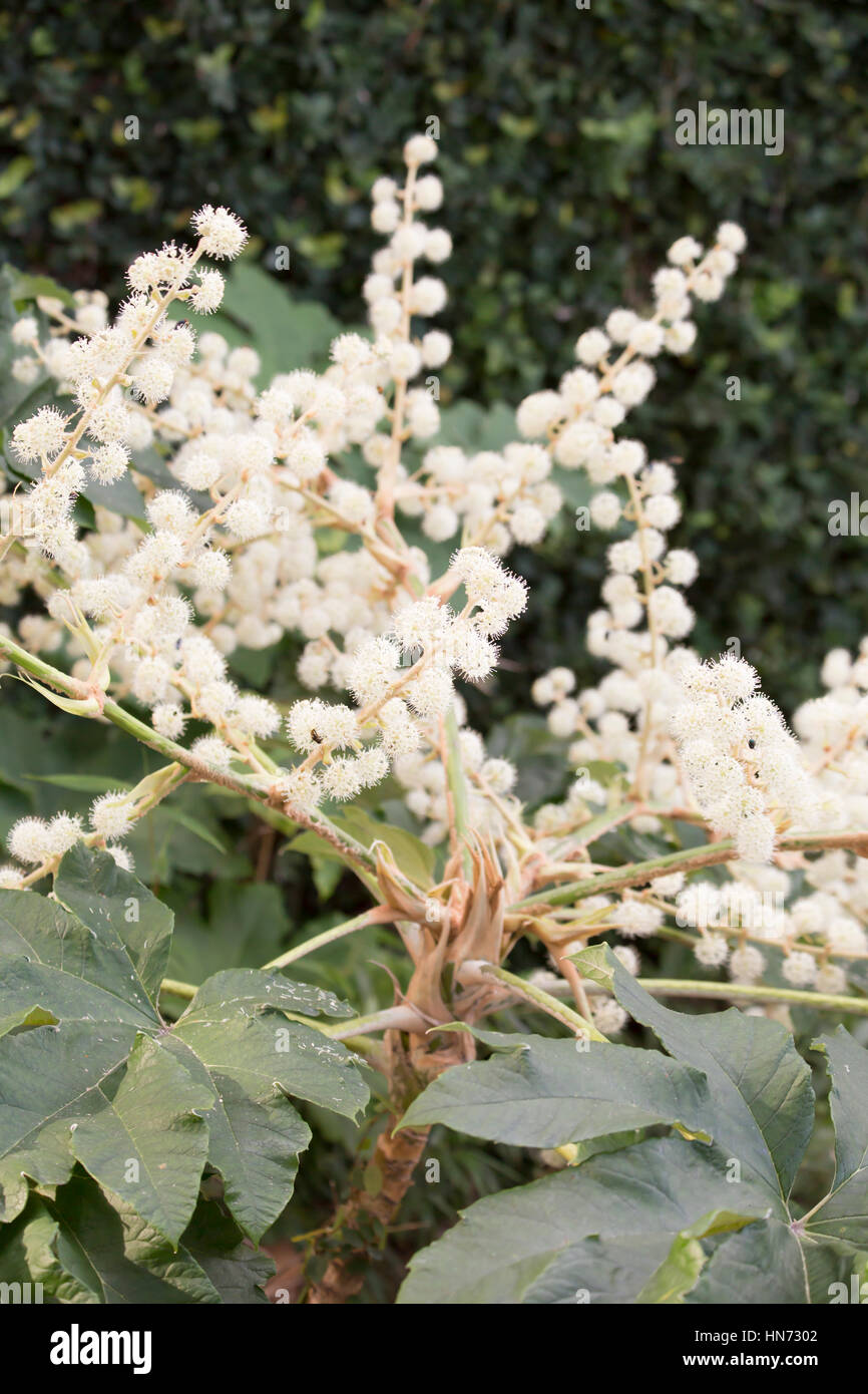 Close up of a buttonbush (Cephalanthus occidentalis), also called a ...