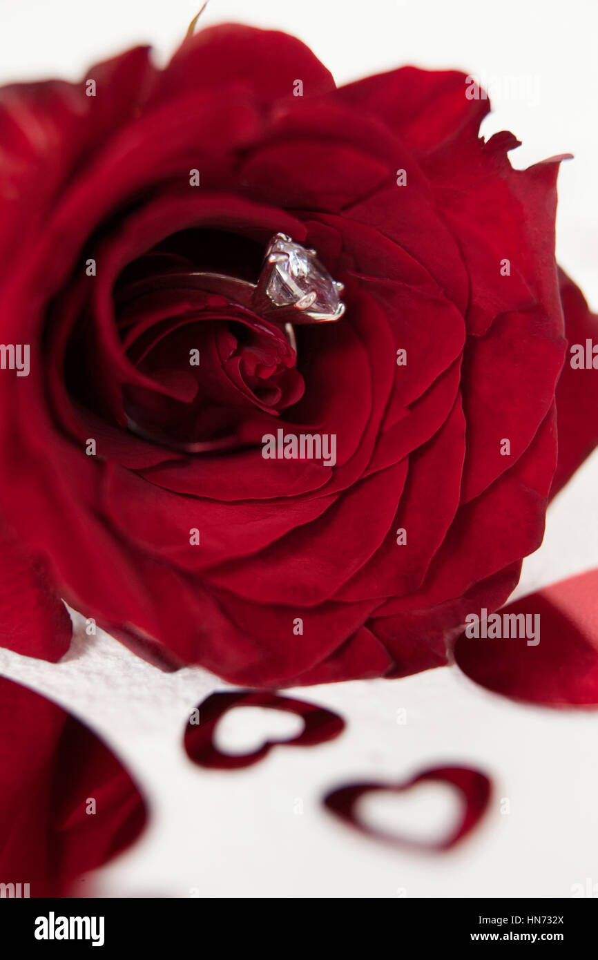 Close-up of red rose with a diamond ring Stock Photo - Alamy
