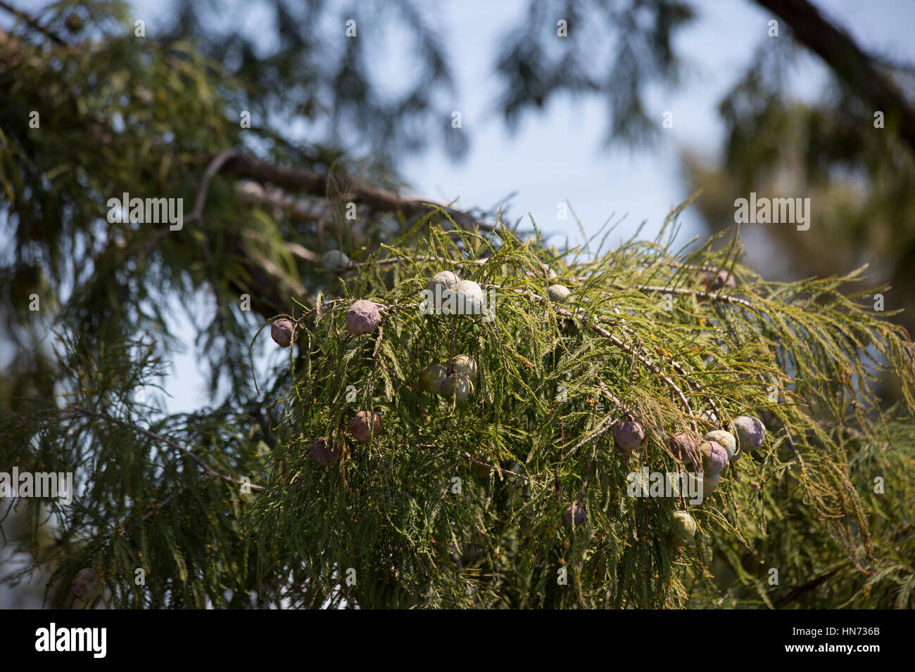 Bald cypress taxodium distichum needles hi-res stock photography and ...