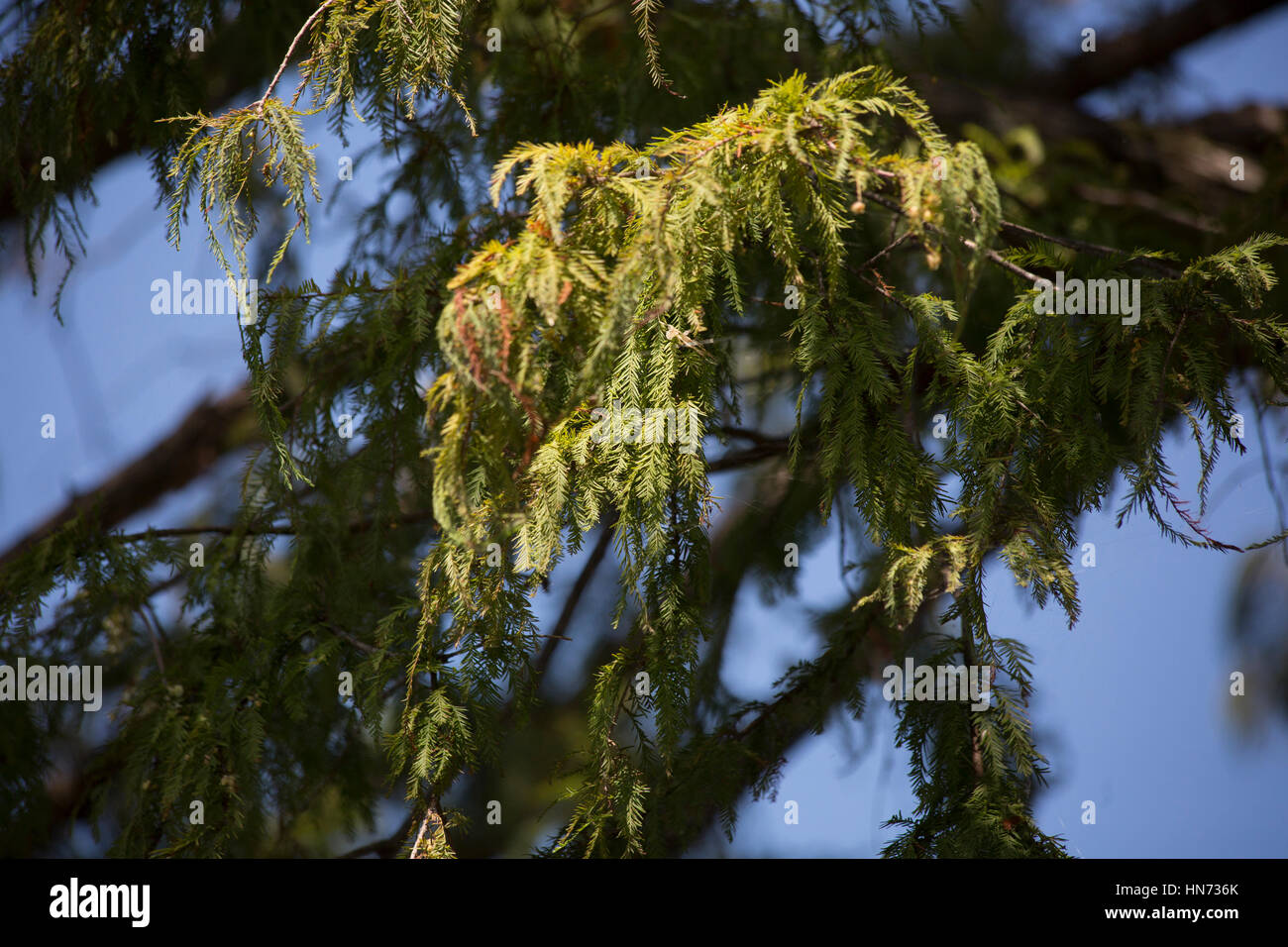 Bald cypress taxodium distichum needles hi-res stock photography and ...
