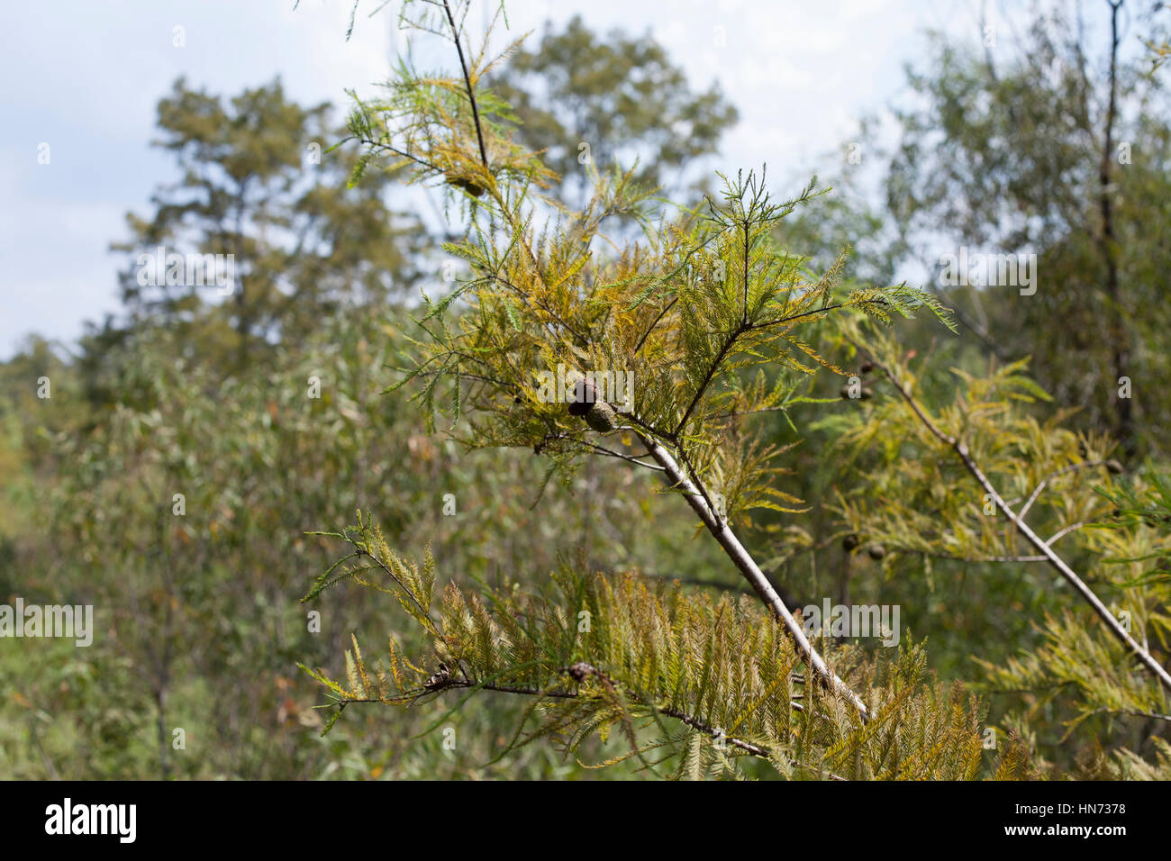 Bald cypress taxodium distichum needles hi-res stock photography and ...