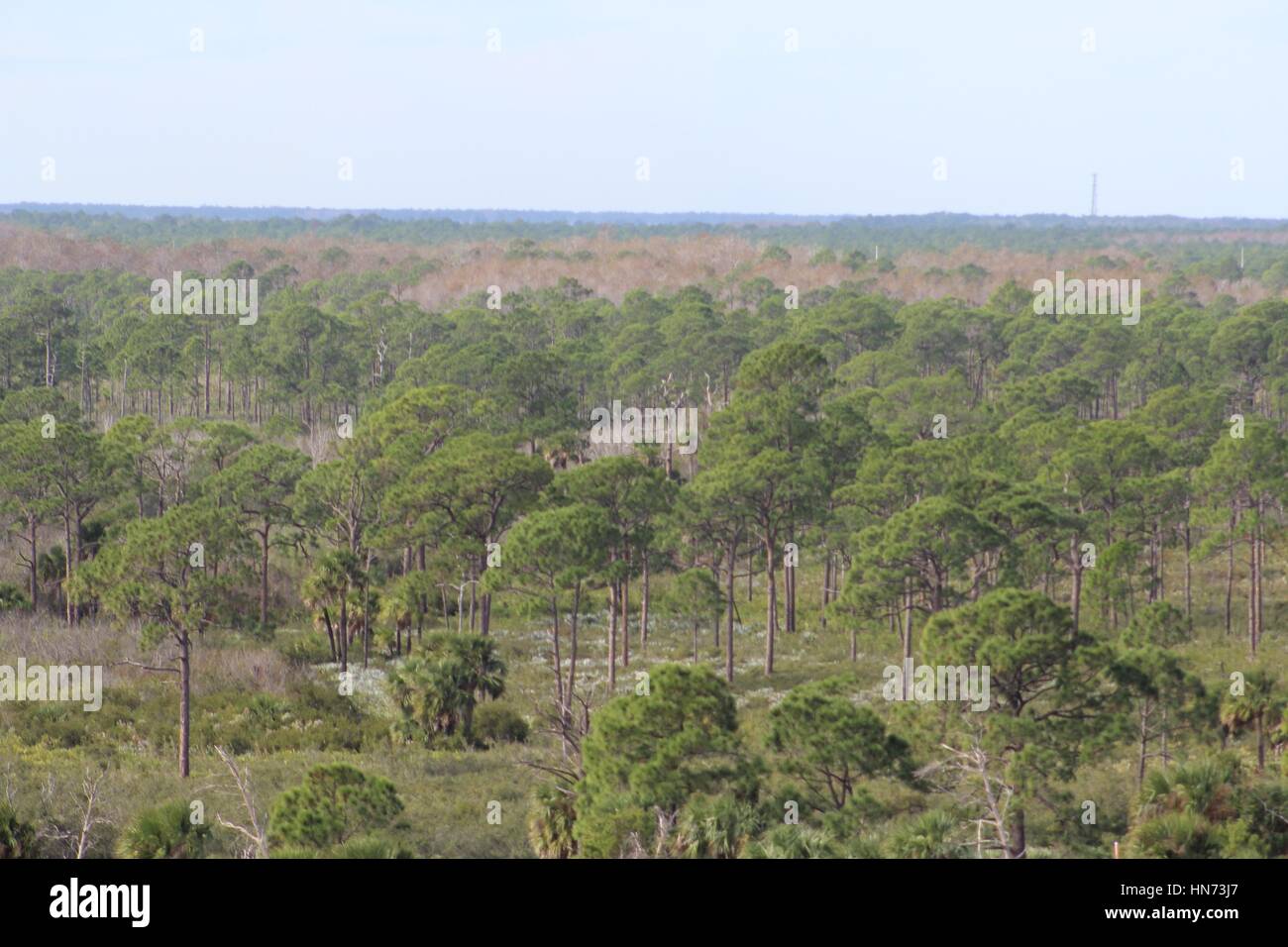 Scrub pine woods hi-res stock photography and images - Alamy