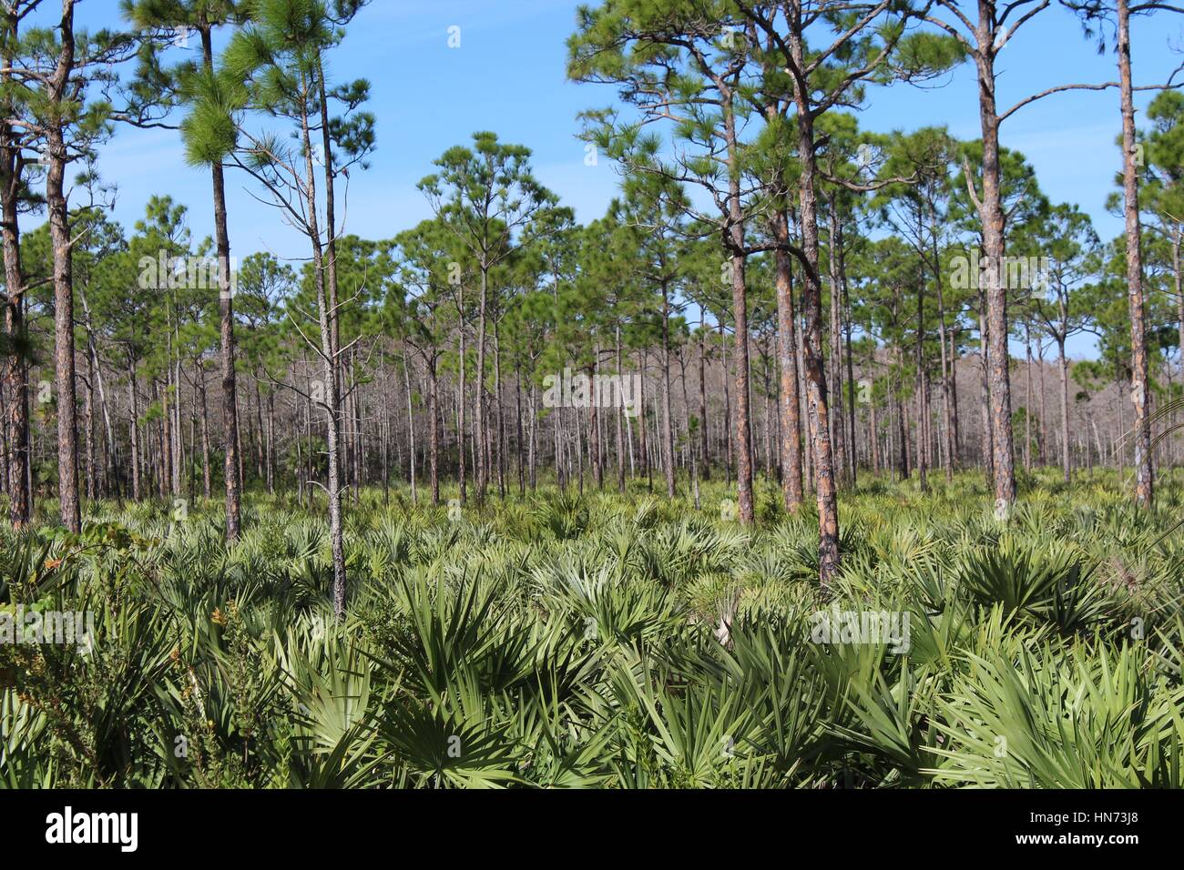 Scrub pine woods hi-res stock photography and images - Alamy