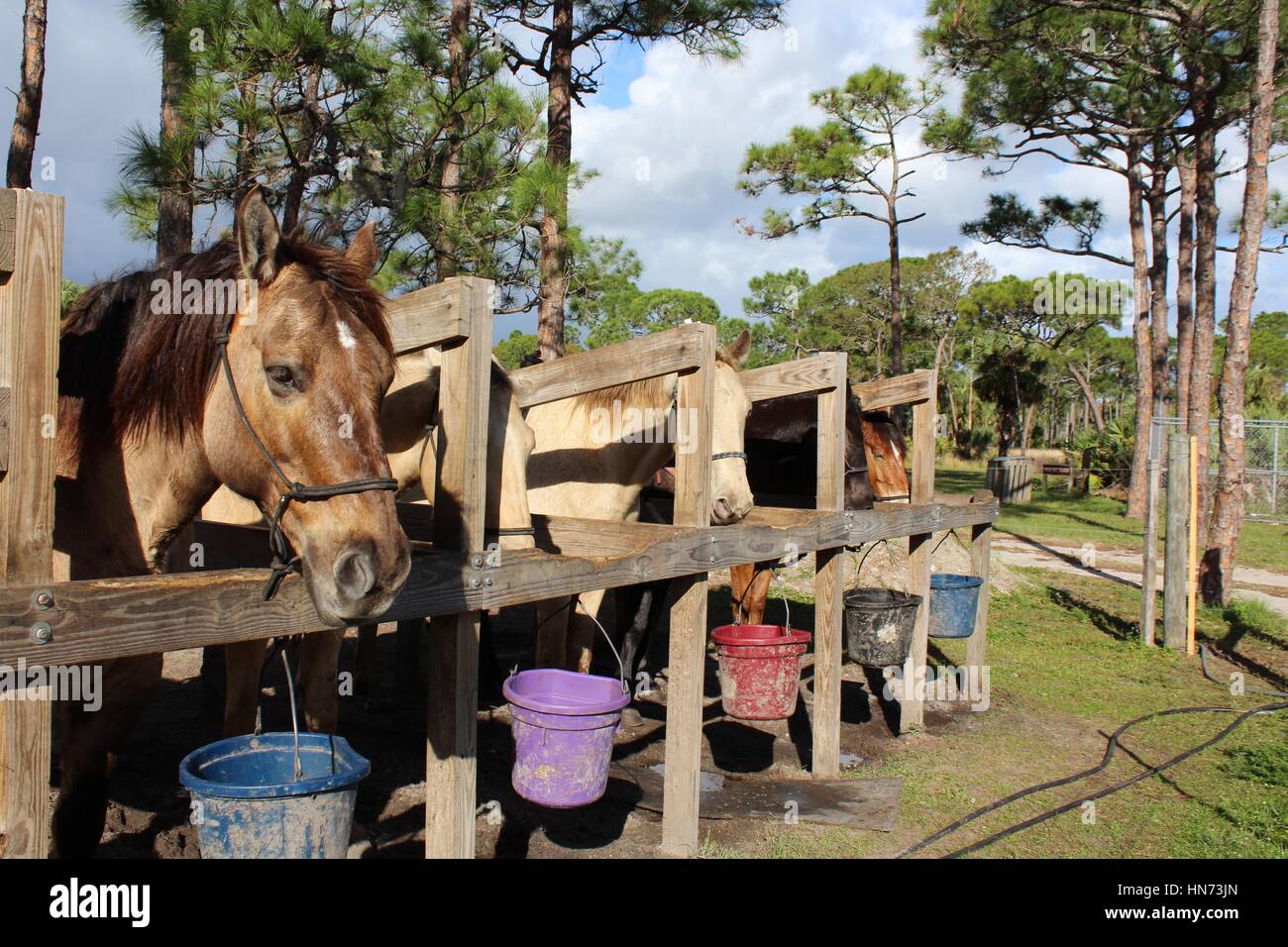 Horses ready to ride hi-res stock photography and images - Alamy