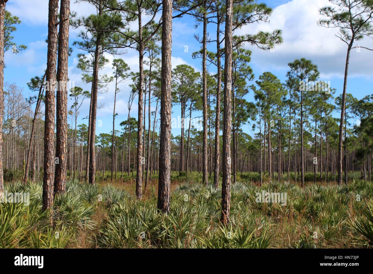 Scrub pine woods hi-res stock photography and images - Alamy