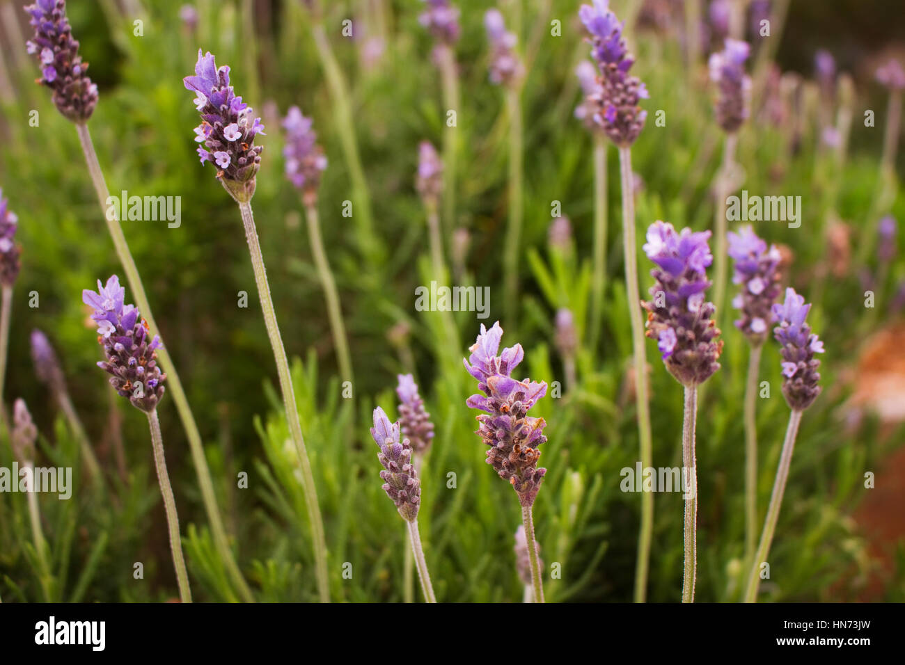 Stalk lavender flowers hi-res stock photography and images - Alamy