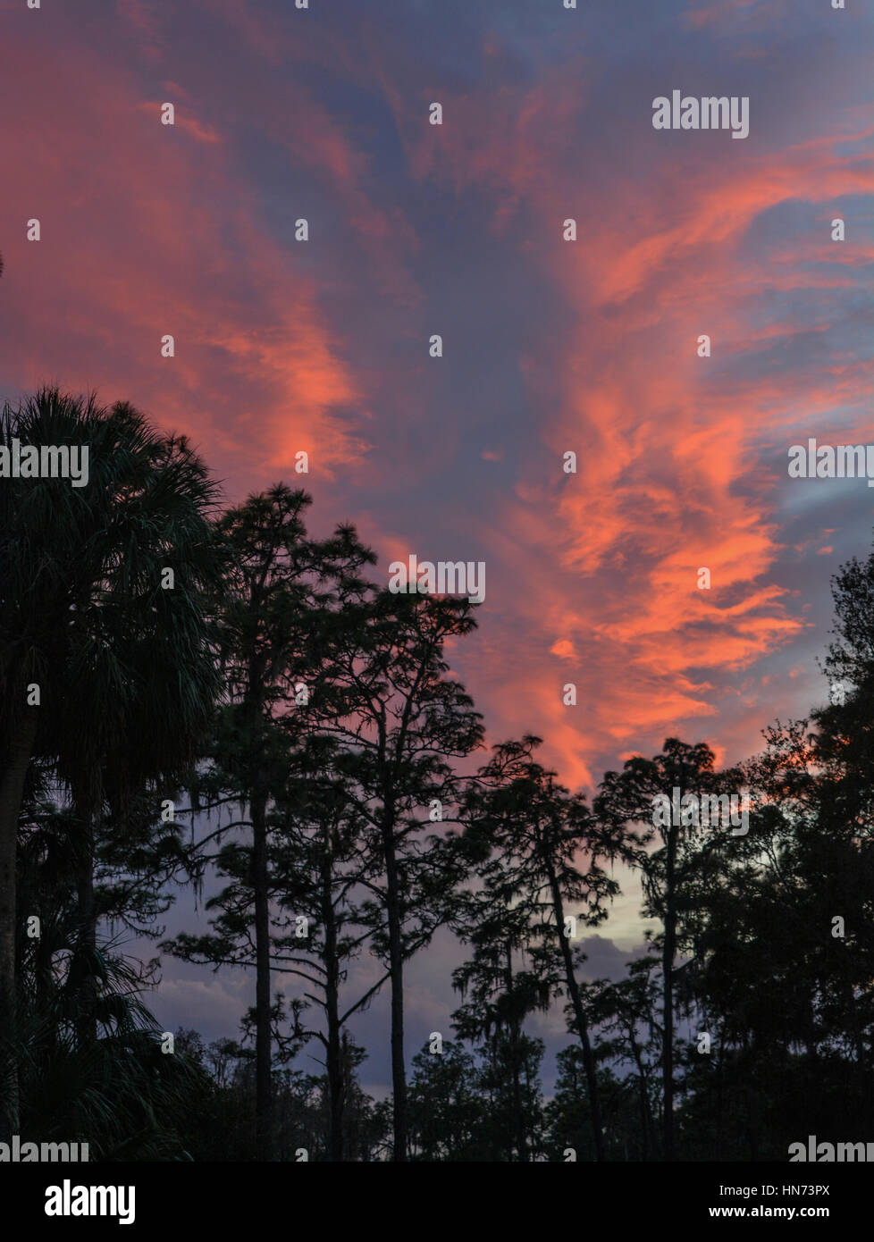 Beautiful sunset in the sky over Hillsborough River State Park, Florida ...